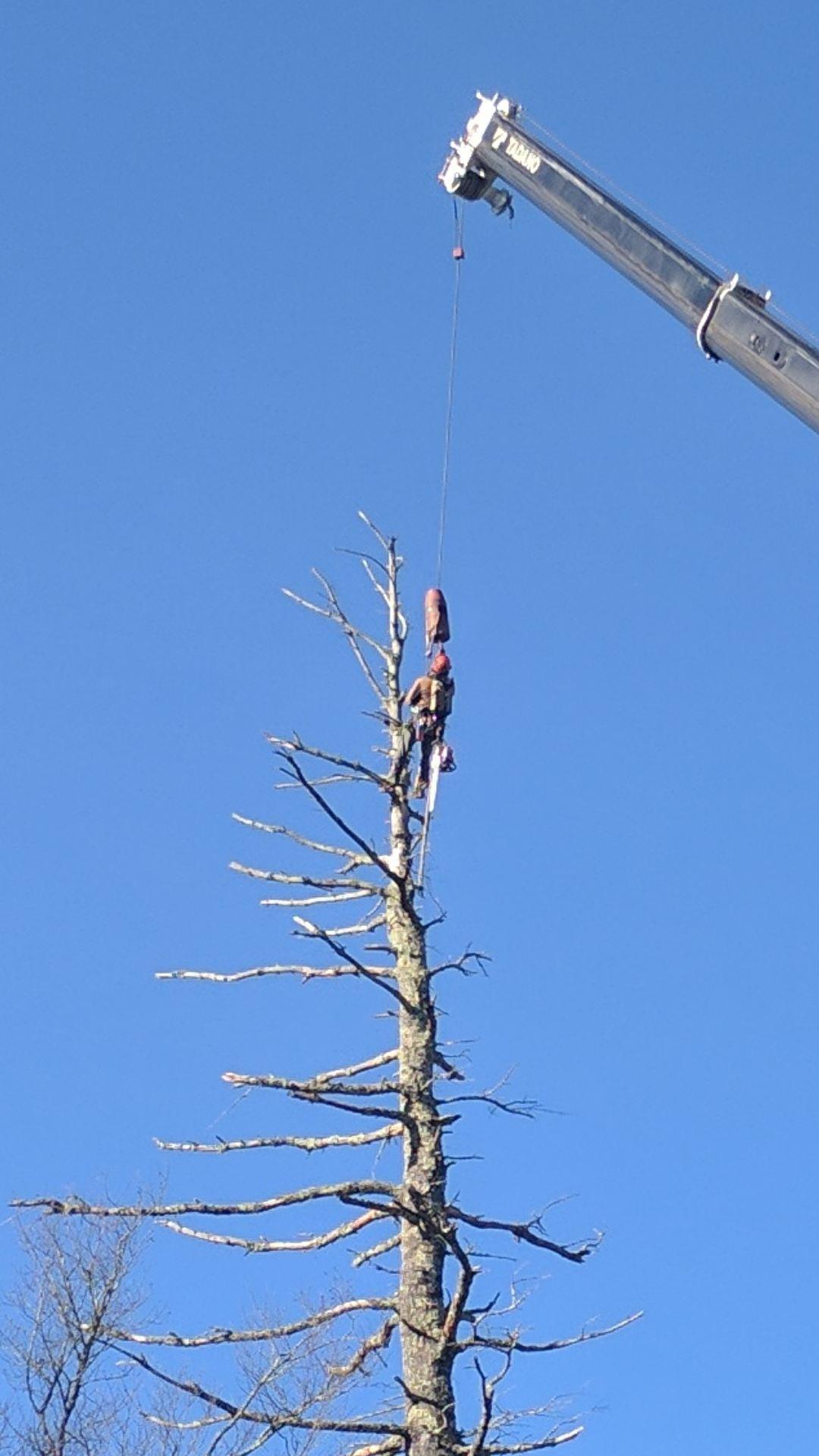 ArborCare Tree Service, Inc. - ISA Certified Arborist