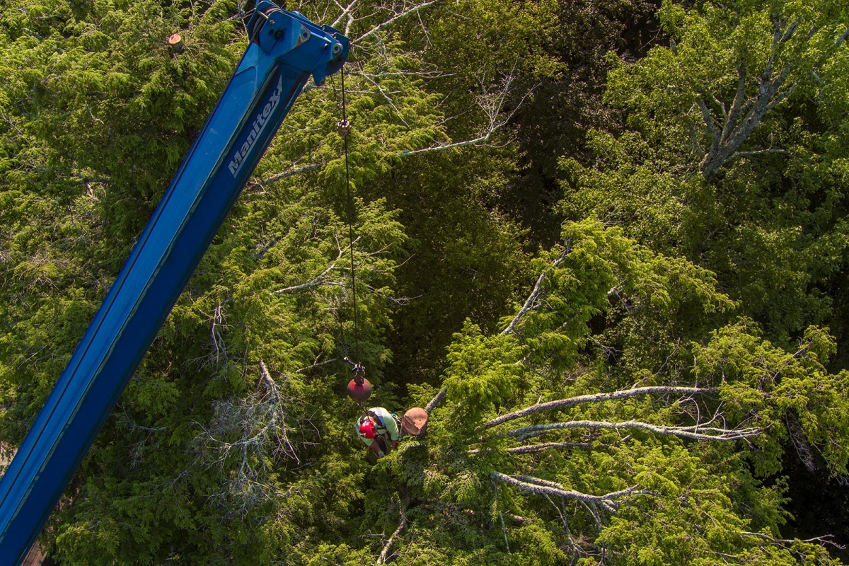 Photo Gallery | Arborcare Tree Service, Inc.