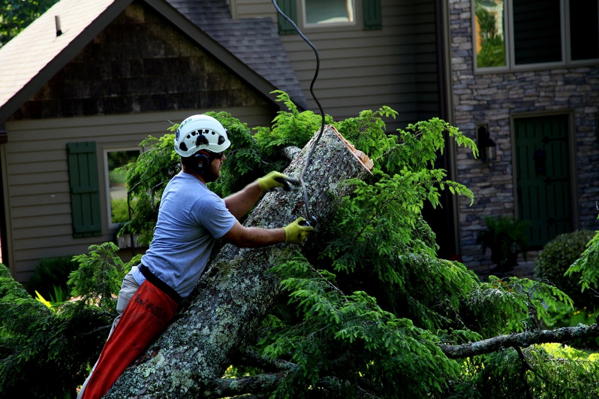 Photo Gallery | Arborcare Tree Service, Inc.