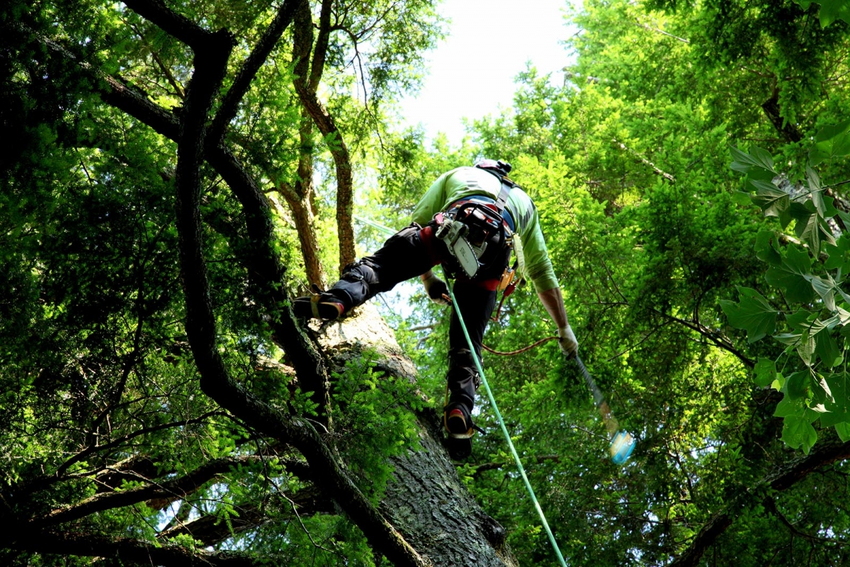 Photo Gallery | Arborcare Tree Service, Inc.