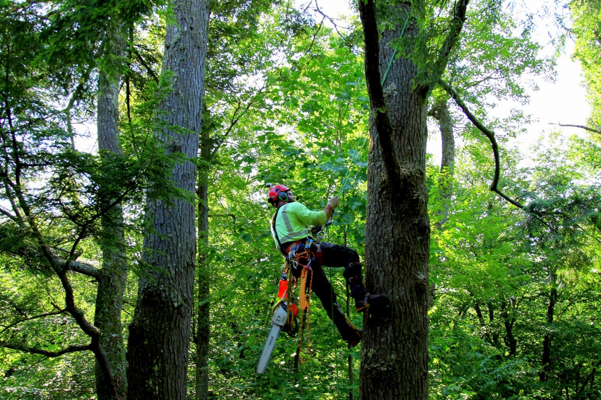 Photo Gallery | Arborcare Tree Service, Inc.