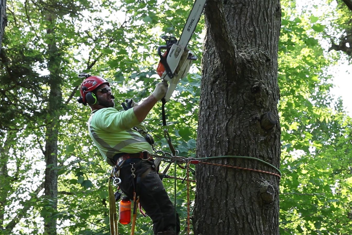 Photo Gallery | Arborcare Tree Service, Inc.